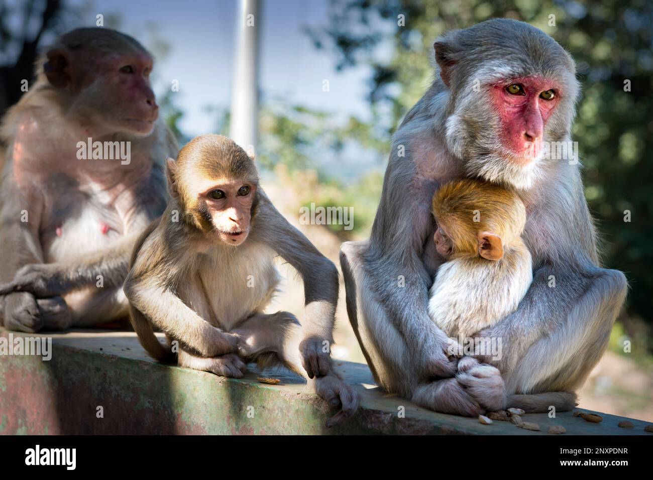 Myanmar, Popa mount, Monkeys Stock Photo - Alamy
