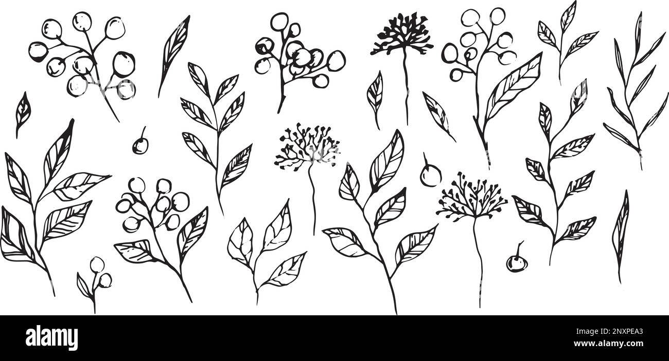 Vector set of hand drawing wild plants, herbs and berries, monochrome ...