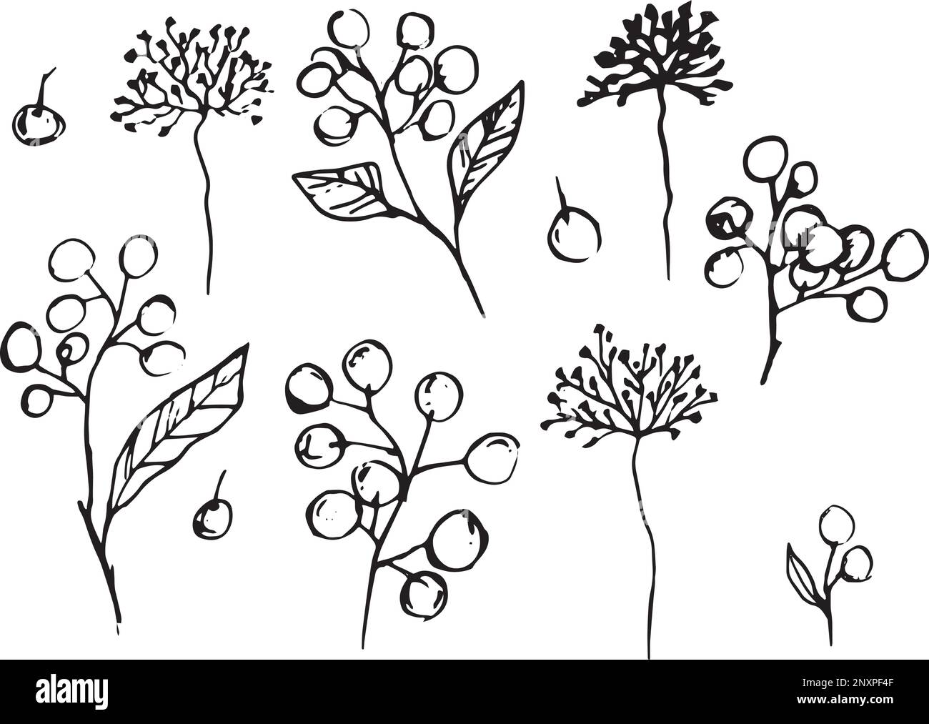 Vector set of hand drawing wild plants, herbs and berries, monochrome ...