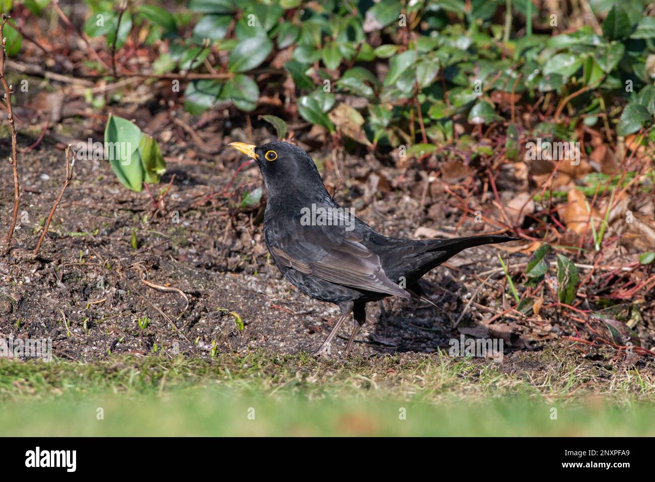 Female common Blackbird (Turdus merula), Inverurie, Aberdeenshire ...