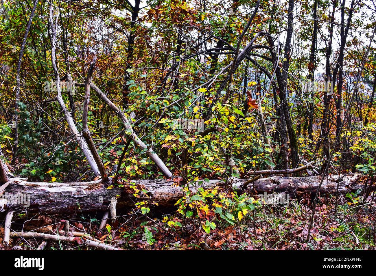 An old rotten tree with dry branches lies on the ground covered with ...