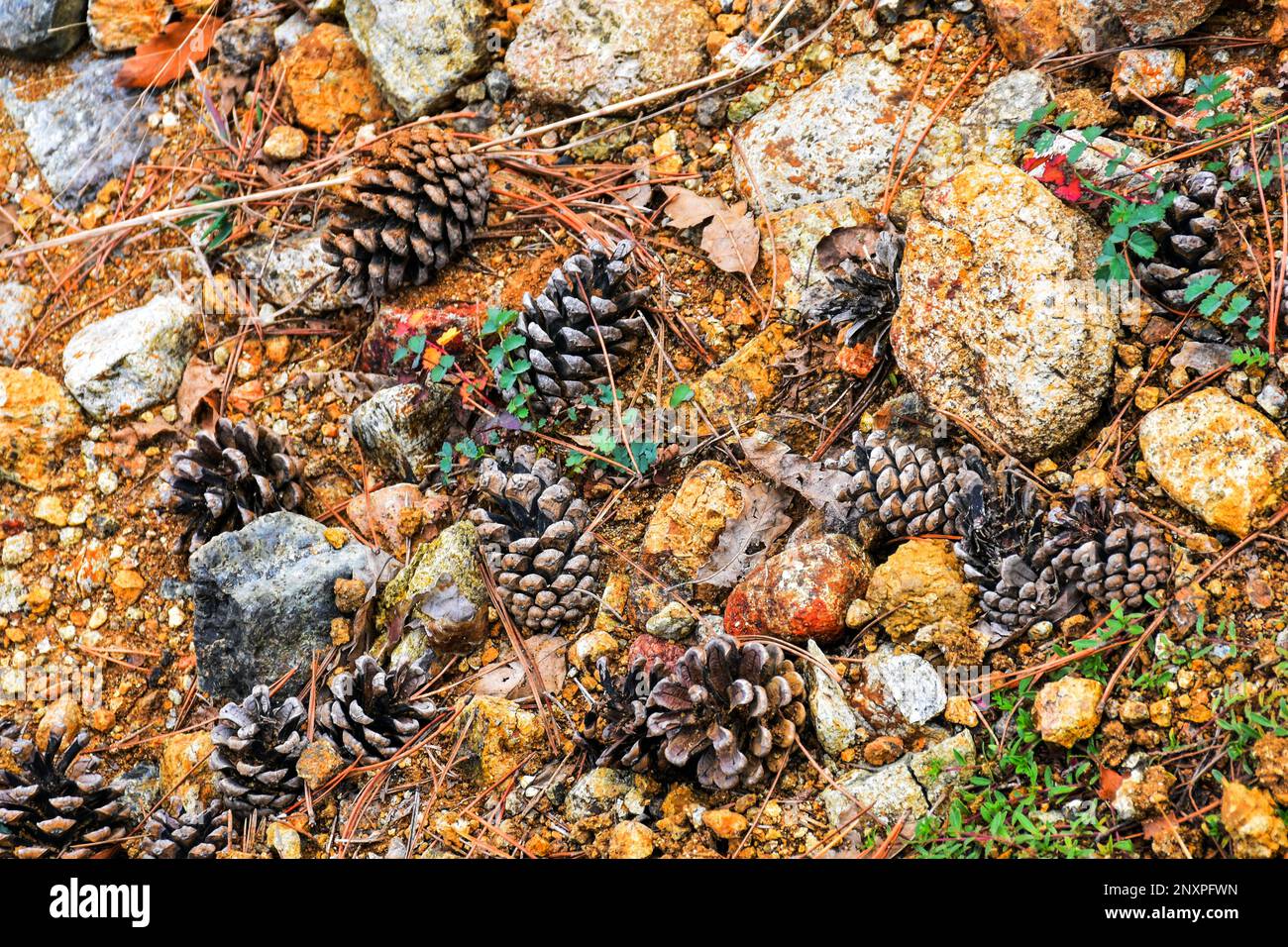 Pine cones and stones. Natural chaos Stock Photo - Alamy
