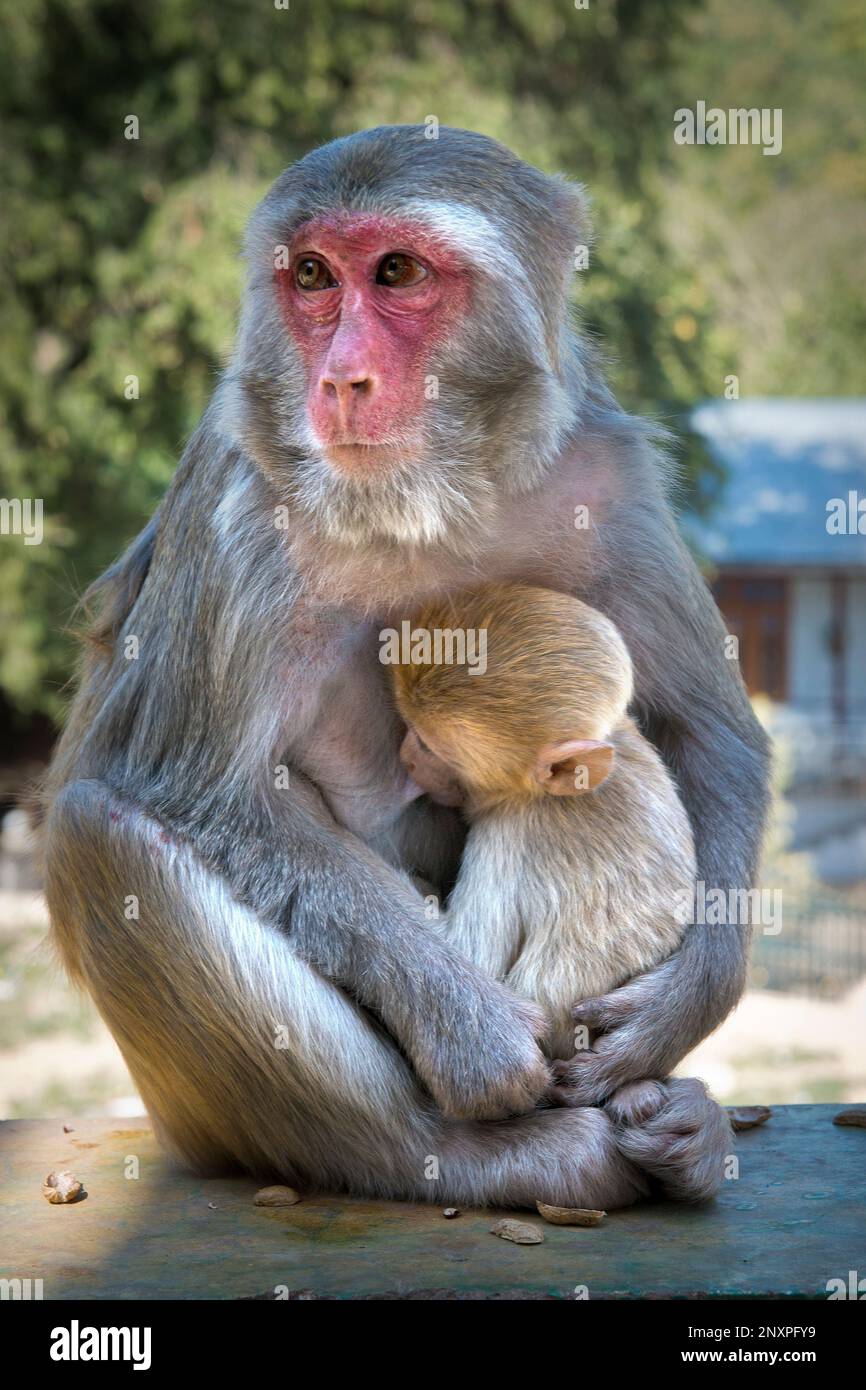 Myanmar, Popa mount, Monkeys Stock Photo - Alamy