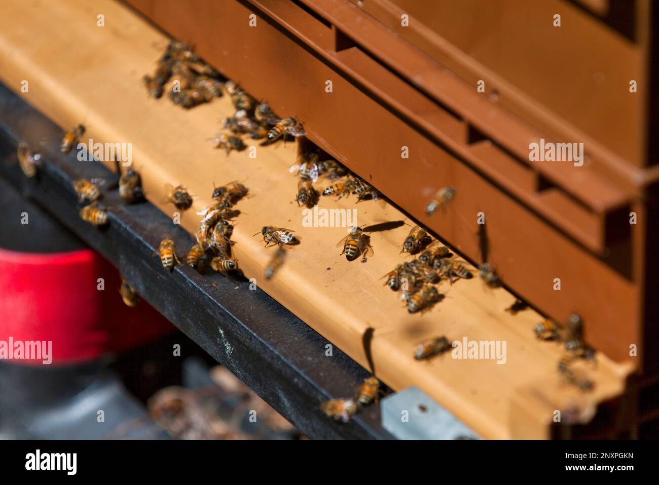 Group of Honey bees hovering outside of the entrance of their beehive ...