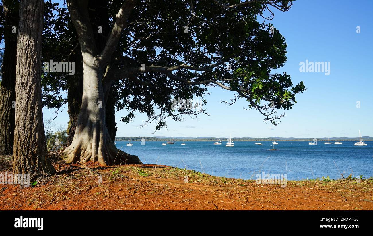 View past trees growing by the waters edge at Redland Bay to boats in ...