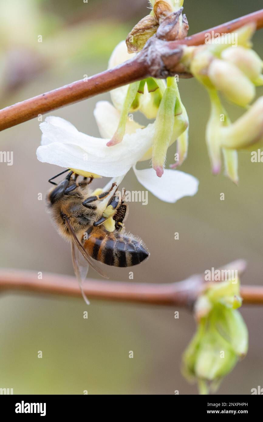 Early spring honey bee on a Daphne flower, Castle Fraser, Kemnay ...