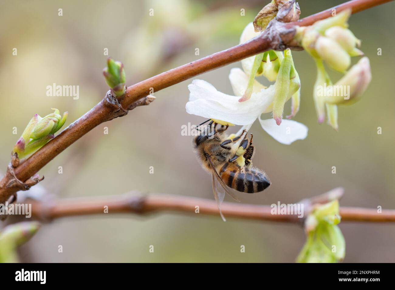 Early spring honey bee on a Daphne flower, Castle Fraser, Kemnay ...