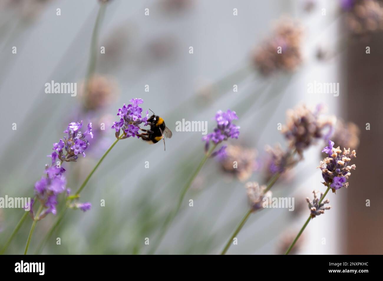 Bumblebee foraging hi-res stock photography and images - Alamy