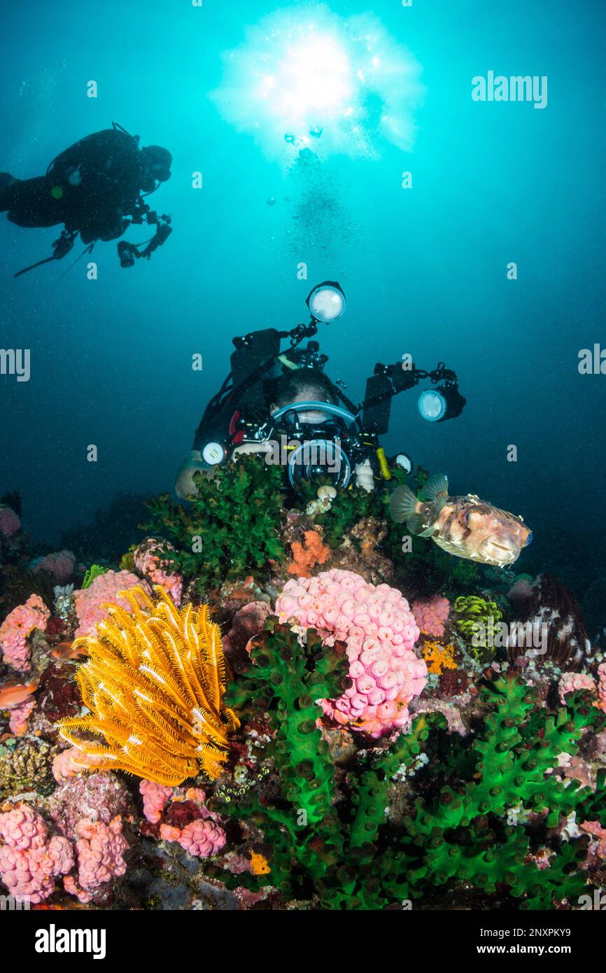 An underwater photographer shoots a photo of a pufferfish on a coral ...