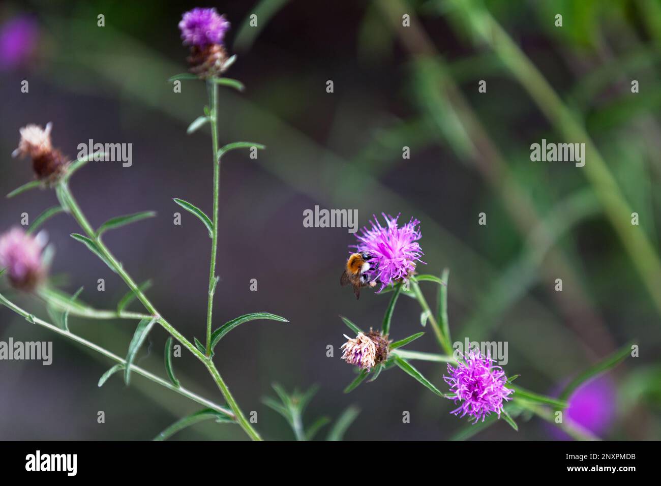 Close-up on a Bumblebee foraging a brownray knapweed Stock Photo - Alamy