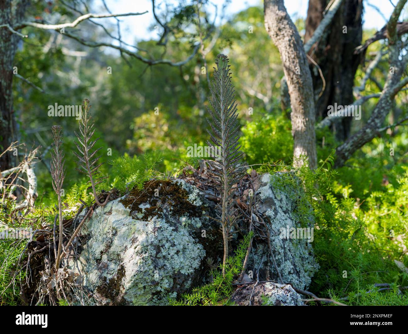Mother of millions and asparagus weed growing in native bushland on ...
