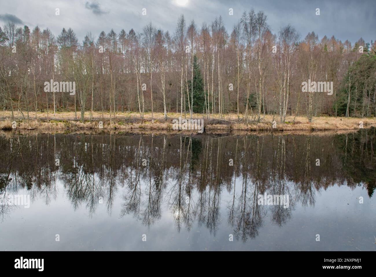 Reflections of trees at Castle Fraser flight pond, Kemnay ...