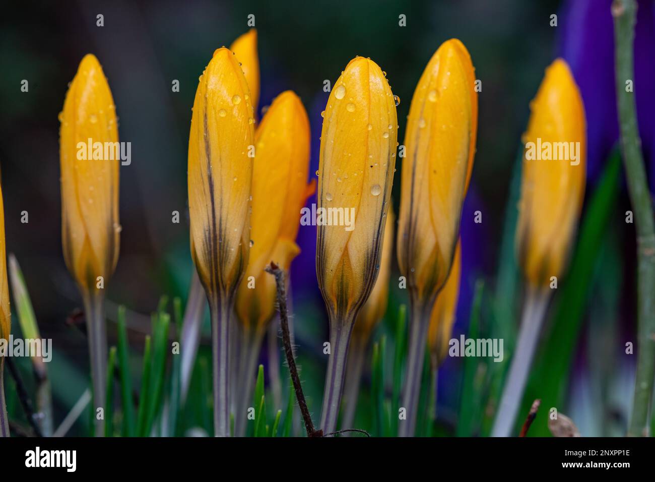 Yellow flower scotland hi-res stock photography and images - Alamy