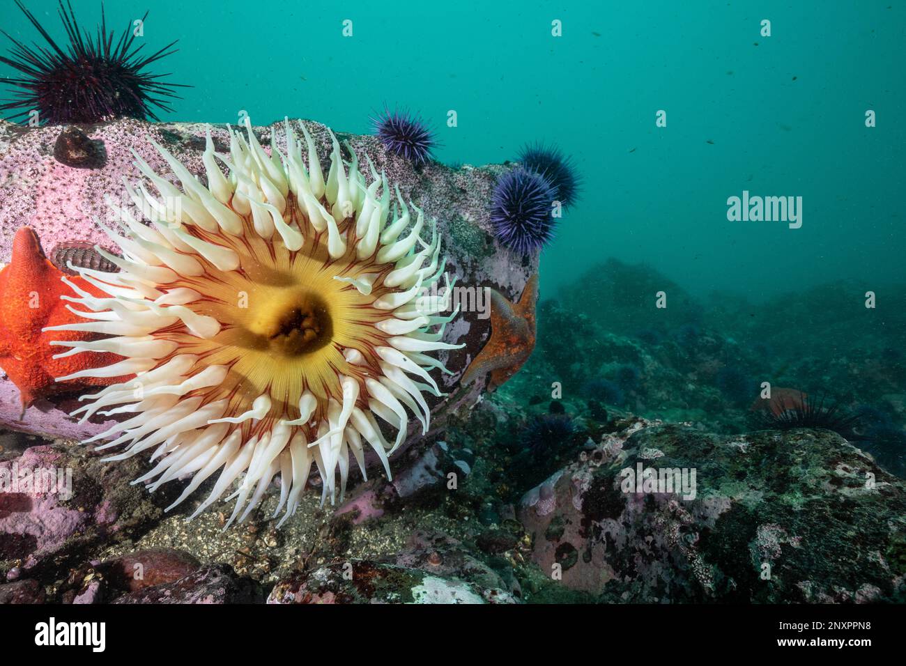 A Fish-Eating Anemone (Urticina piscivora) grows on a rock underwater ...