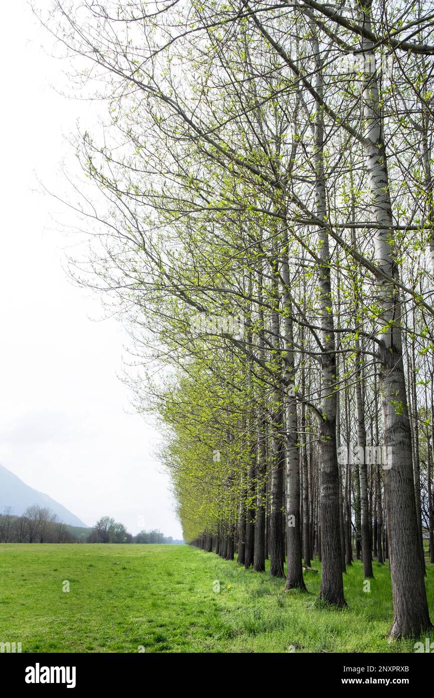 Switzerland, Canton Ticino, Gudo, Tree Stock Photo - Alamy