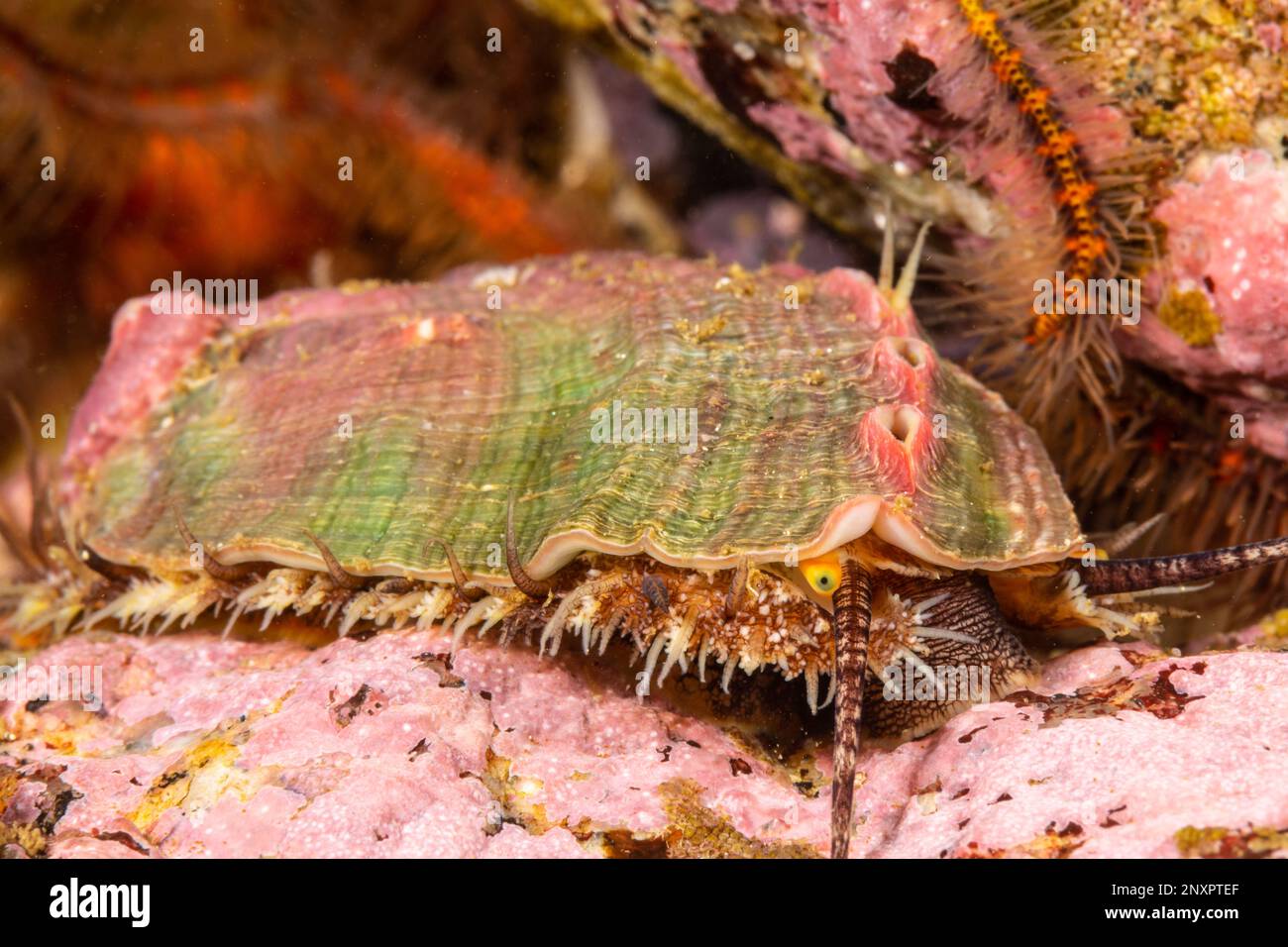 Pinto Abalone (Haliotis kamtschatkana assimilis) underwater on the reef ...
