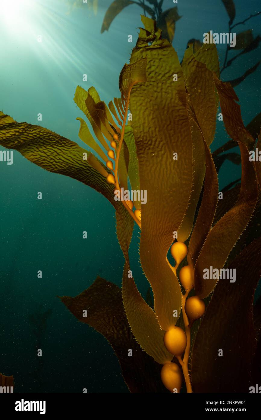 Giant Kelp (Macrocystis pyrifera) grows towards the surface in Monterey ...
