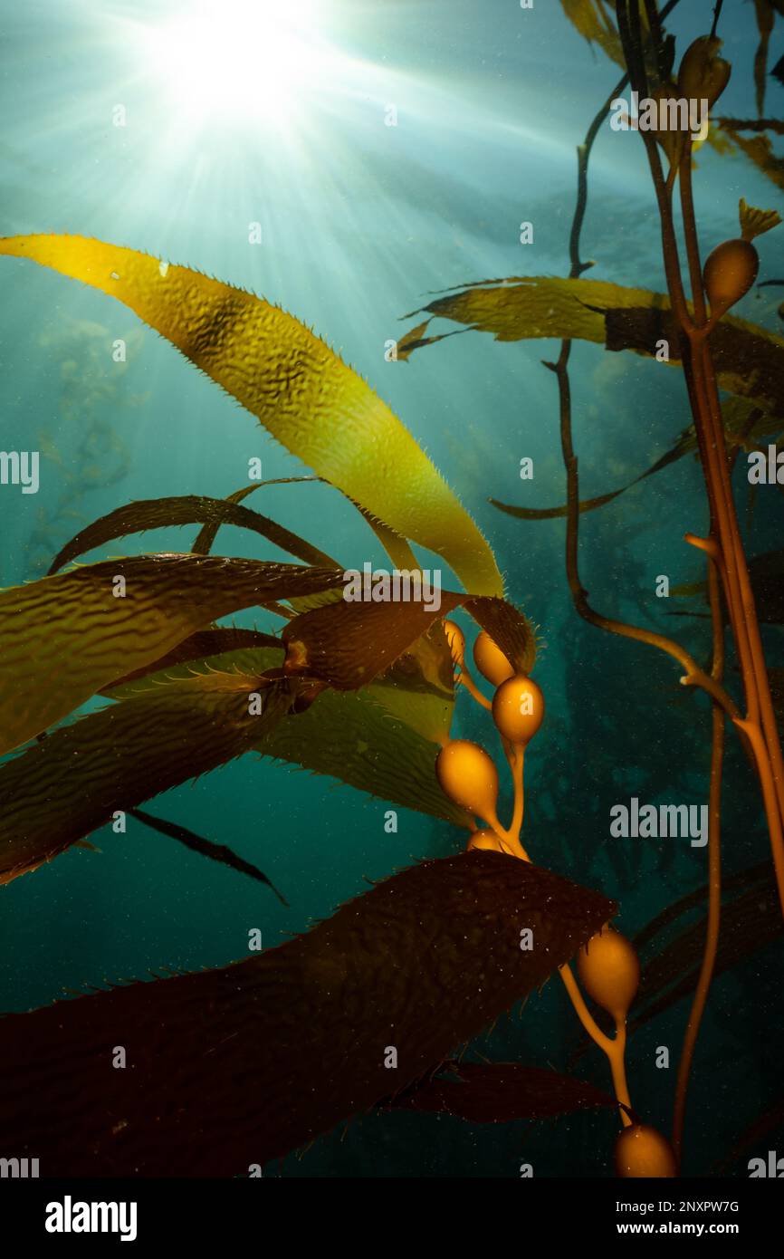 Giant Kelp (Macrocystis pyrifera) grows towards the surface in Monterey ...