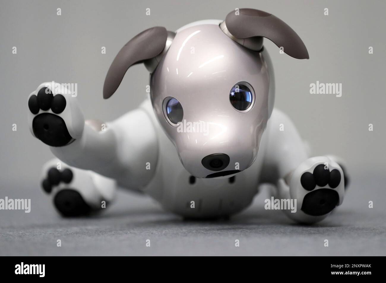 Sony Corp.'s new doglike aibo appears during a special event at Sony's ...