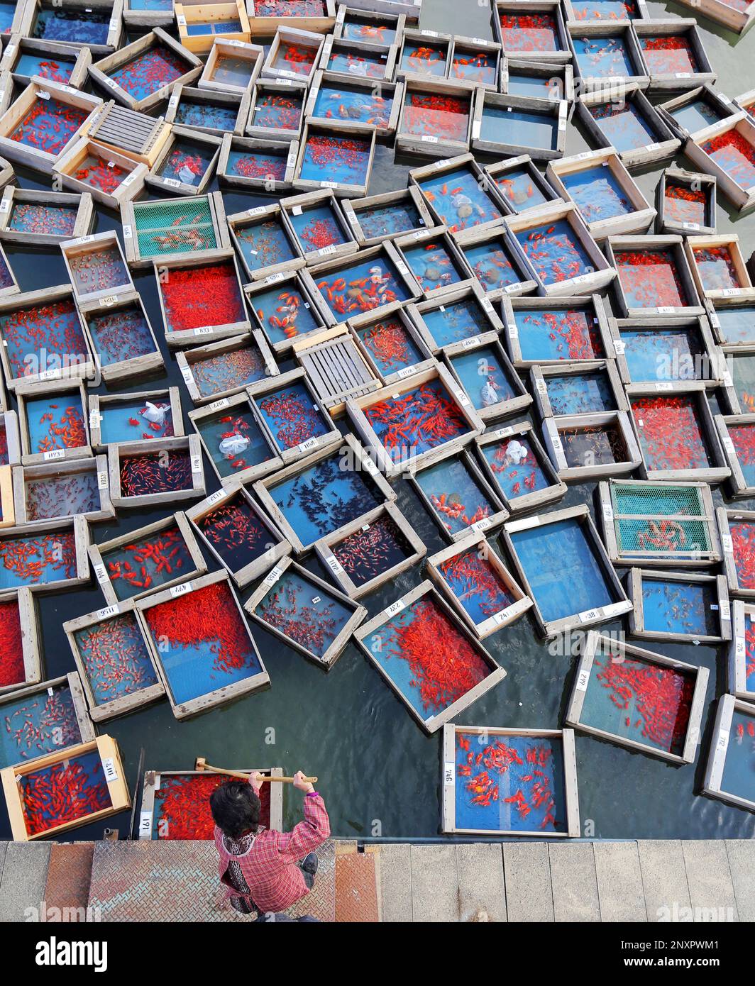 A photo shows goldfish swimming in a wooden box, called Kanko floating ...