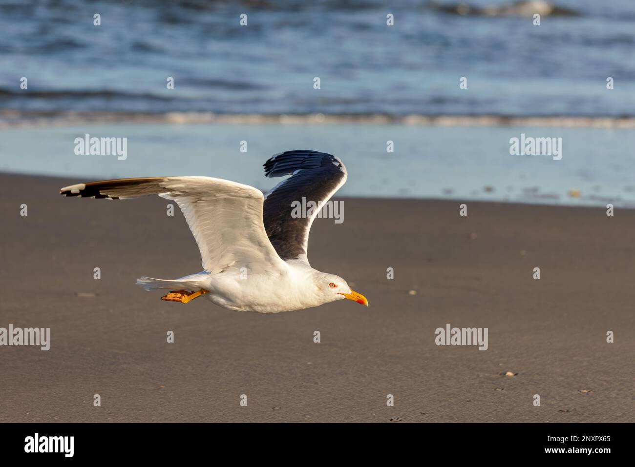 Lesser black-backed gull (Larus fuscus) flying over on the beach on ...