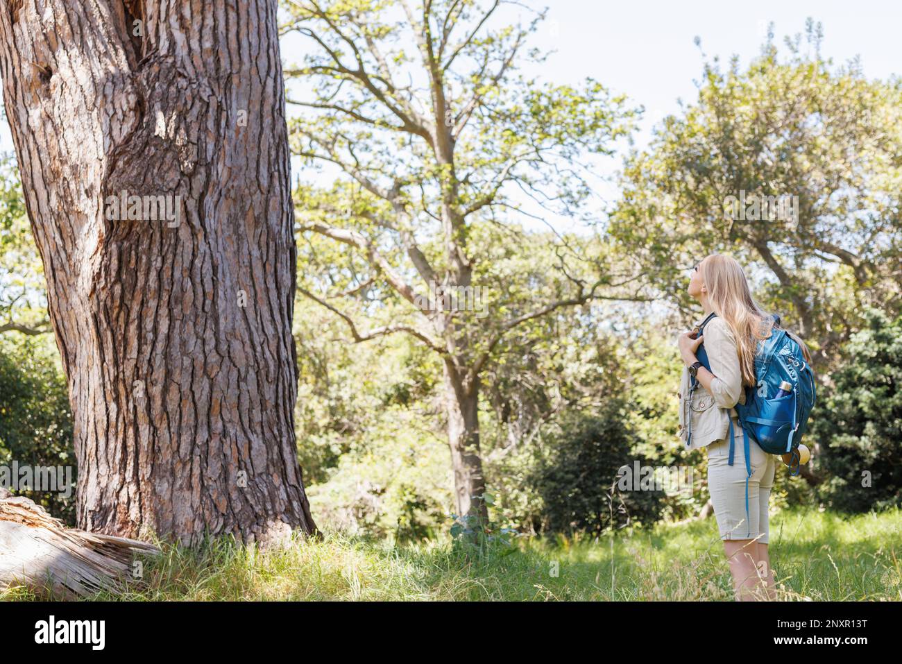 Caucasian woman with backpack trekking in sunny forest, looking up a ...