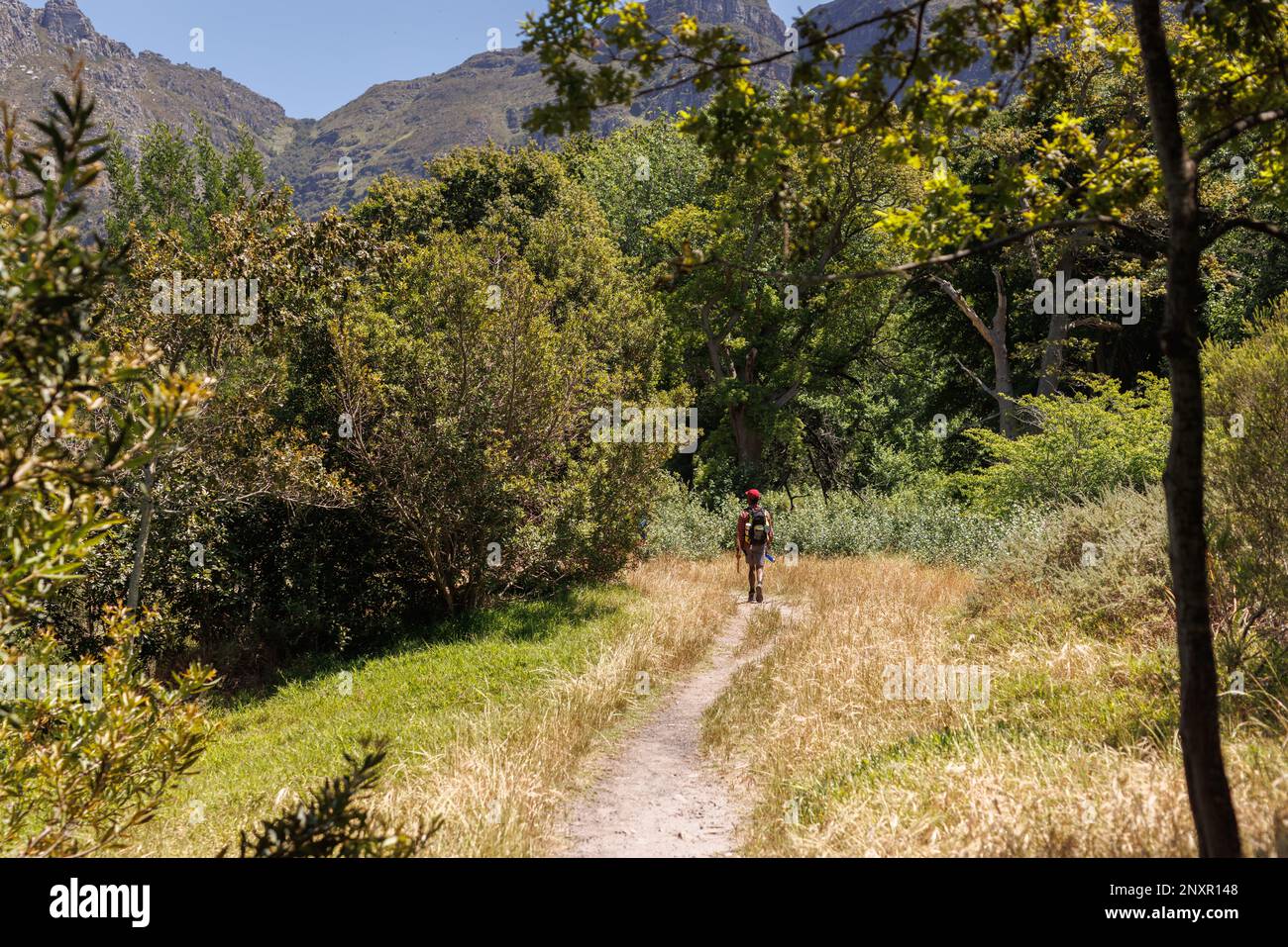 Rear view of african american man trekking on path in sunny wilderness ...