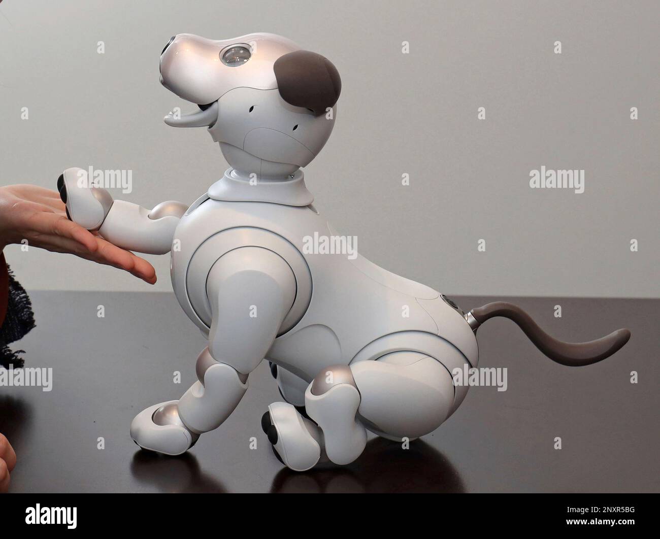 A photo taken on Dec.4, 2017 shows the new Aibo in Tokyo. Sony Corp. ended the production of the ...