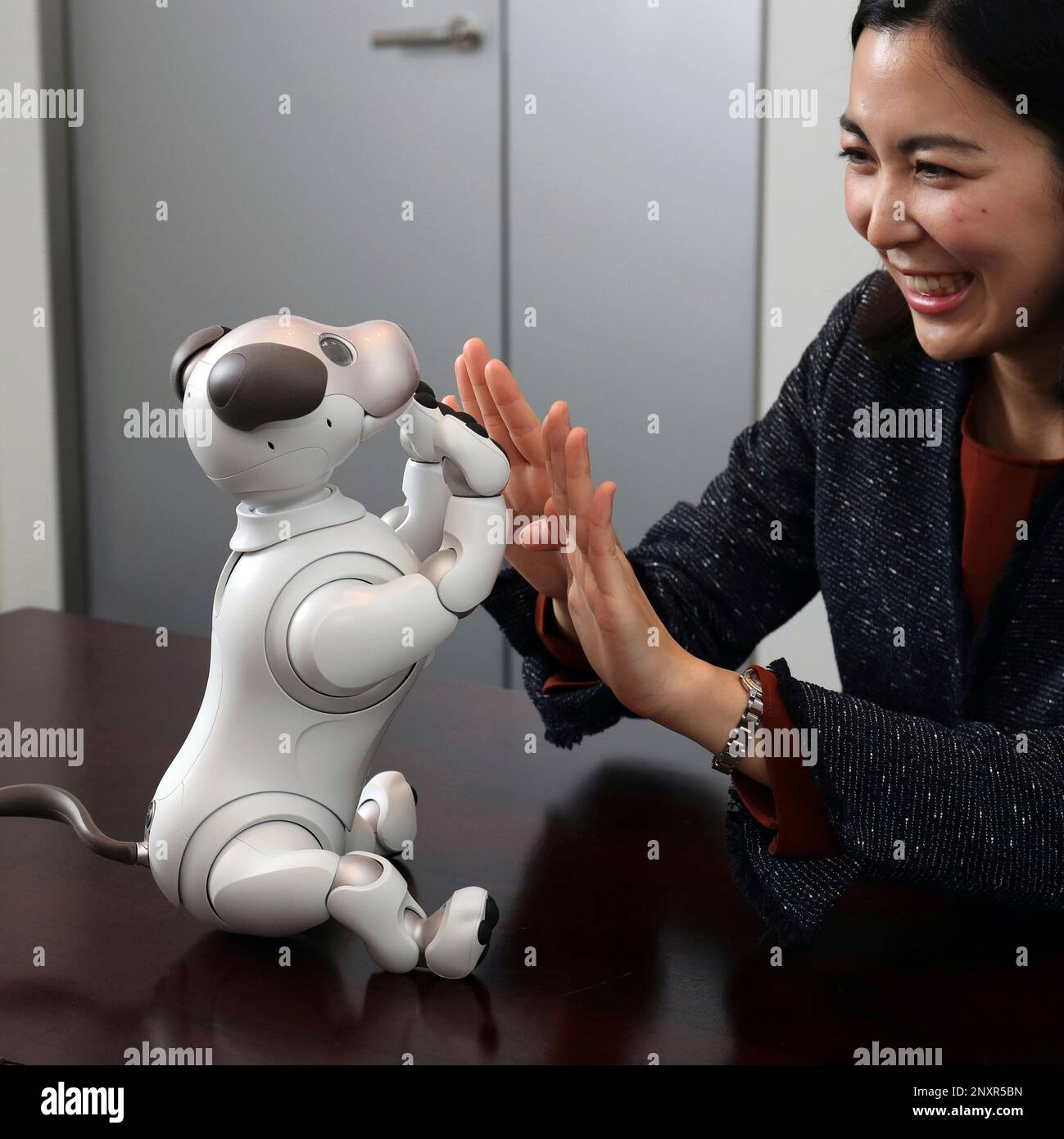 A woman plays with new Aibo in Tokyo on Dec.4, 2017. Sony Corp. ended ...