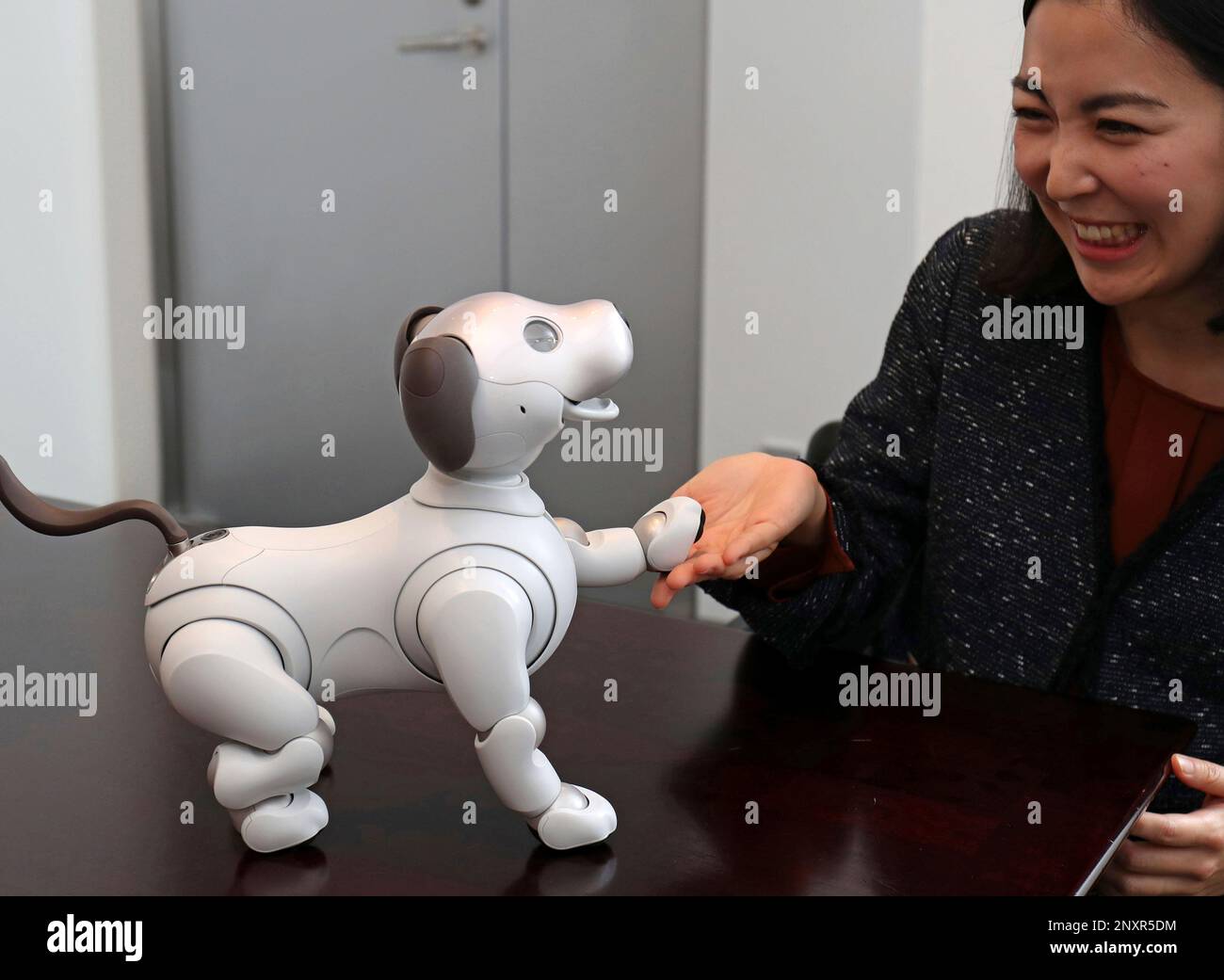 A woman plays with new Aibo in Tokyo on Dec.4, 2017. Sony Corp. ended the production of the ...