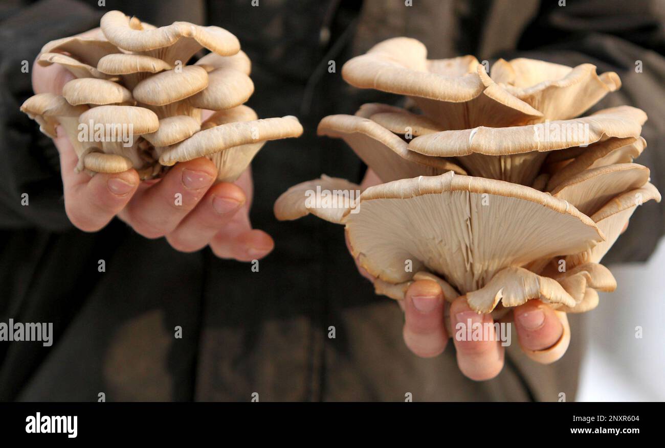 In this Dec. 27, 2017, photo, Kalvin Stern shows mushrooms on his ...