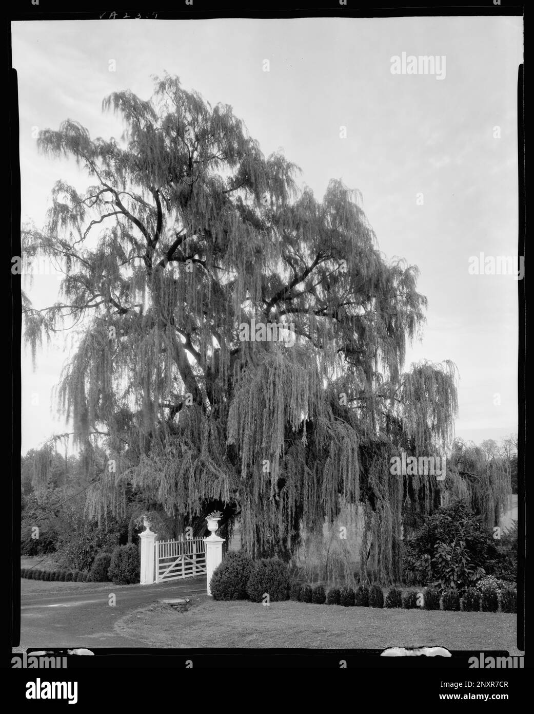 Montpelier Gardens, Orange vic., Orange County, Virginia. Carnegie ...