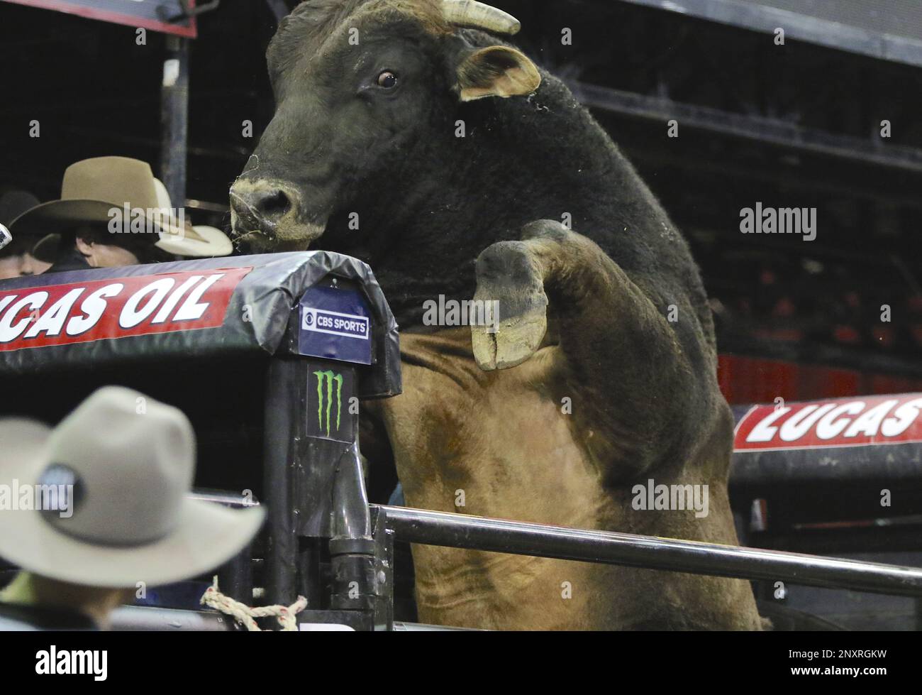 January 5, 2018 - New York, New York, U.S - A bull unexpectedly bucks ...
