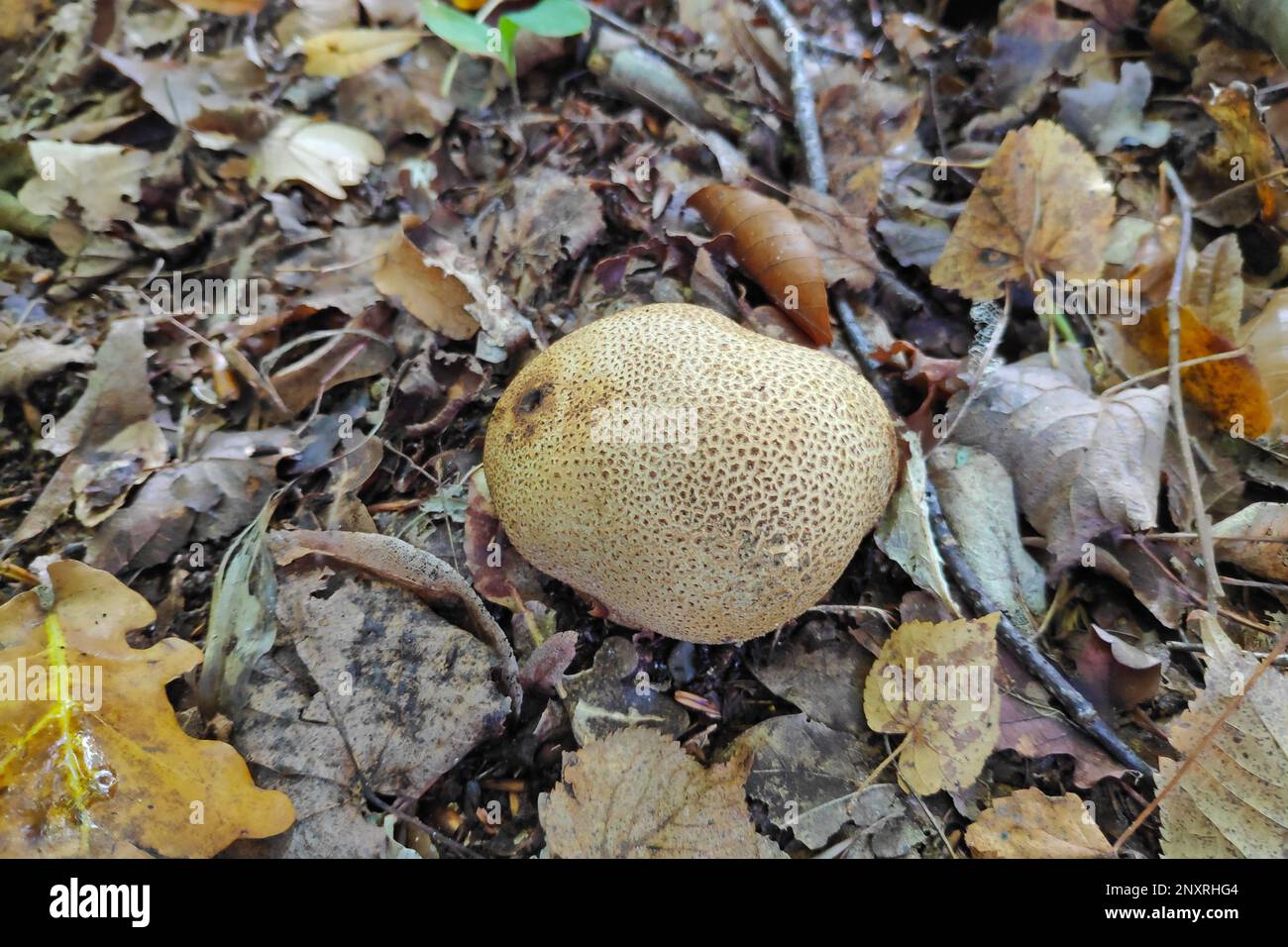 Species of the puffball family hi-res stock photography and images - Alamy