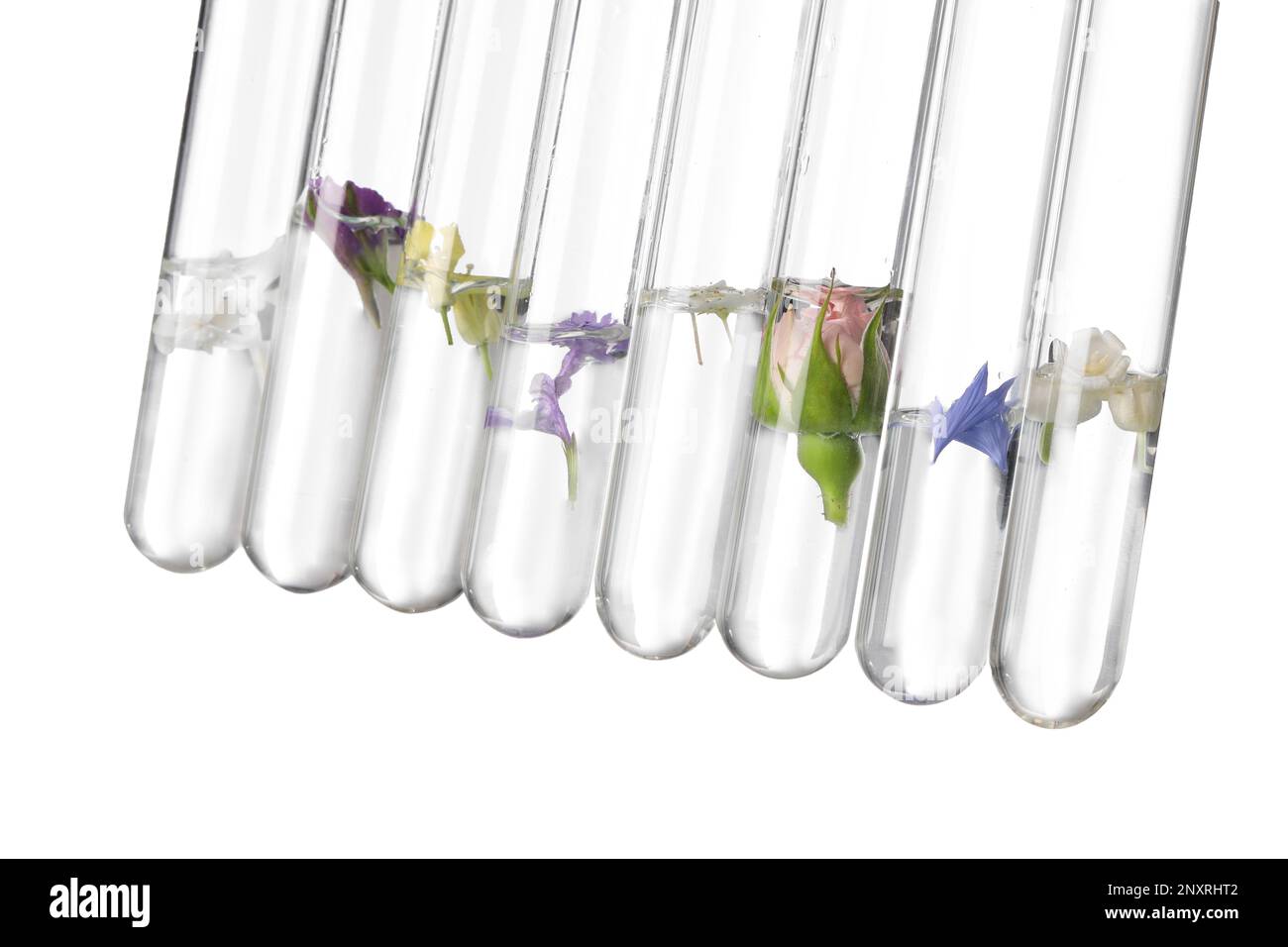 Test tubes with different flowers on white background. Essential oil ...