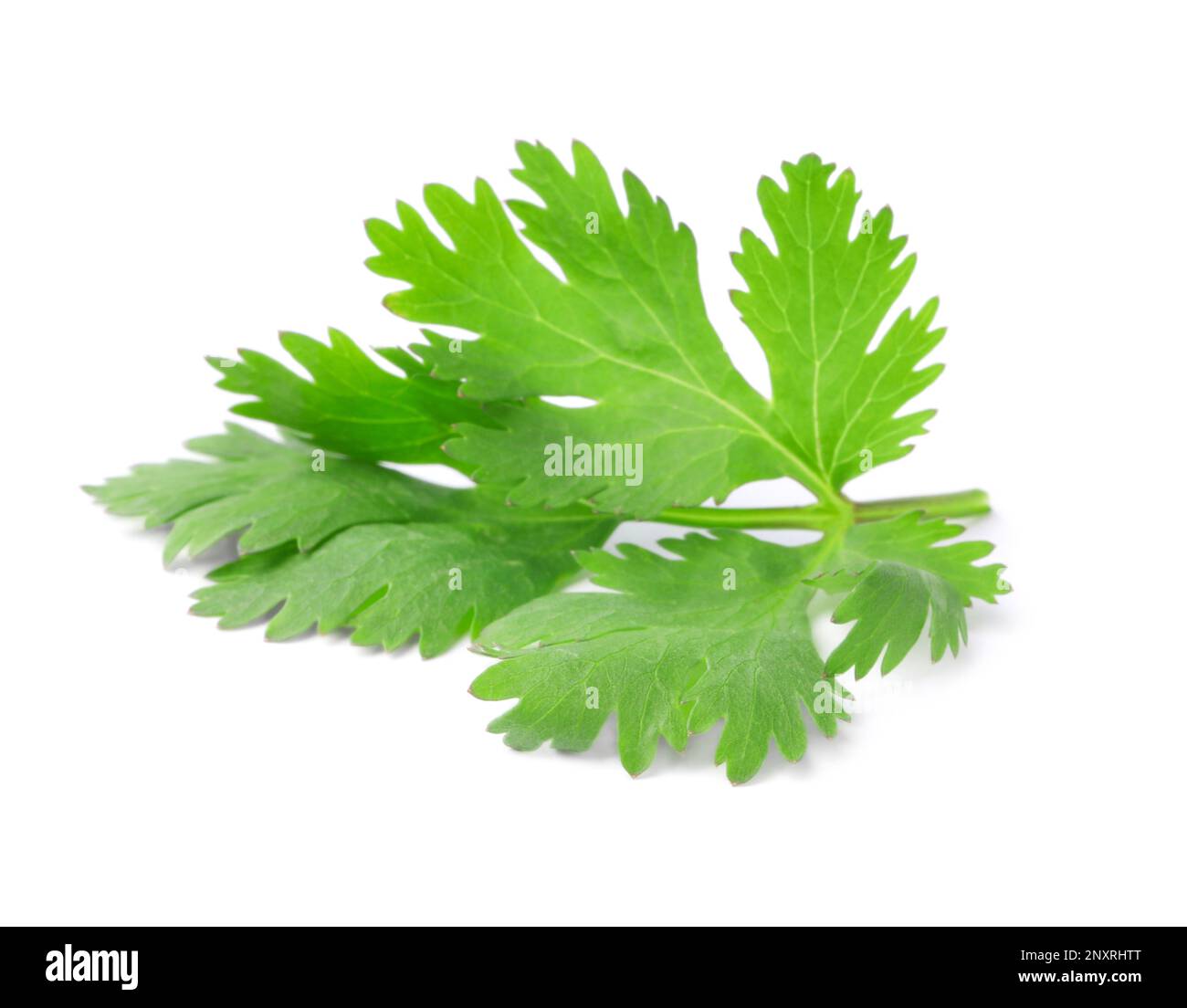 Aromatic fresh green cilantro isolated on white Stock Photo - Alamy