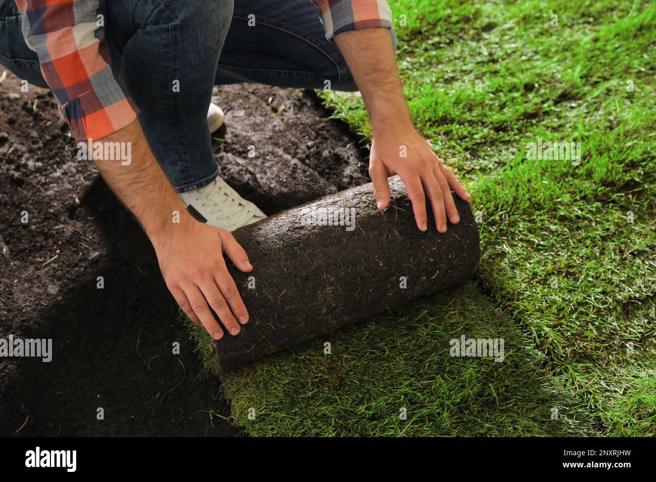 Young man laying grass sod on ground at backyard, closeup Stock Photo ...