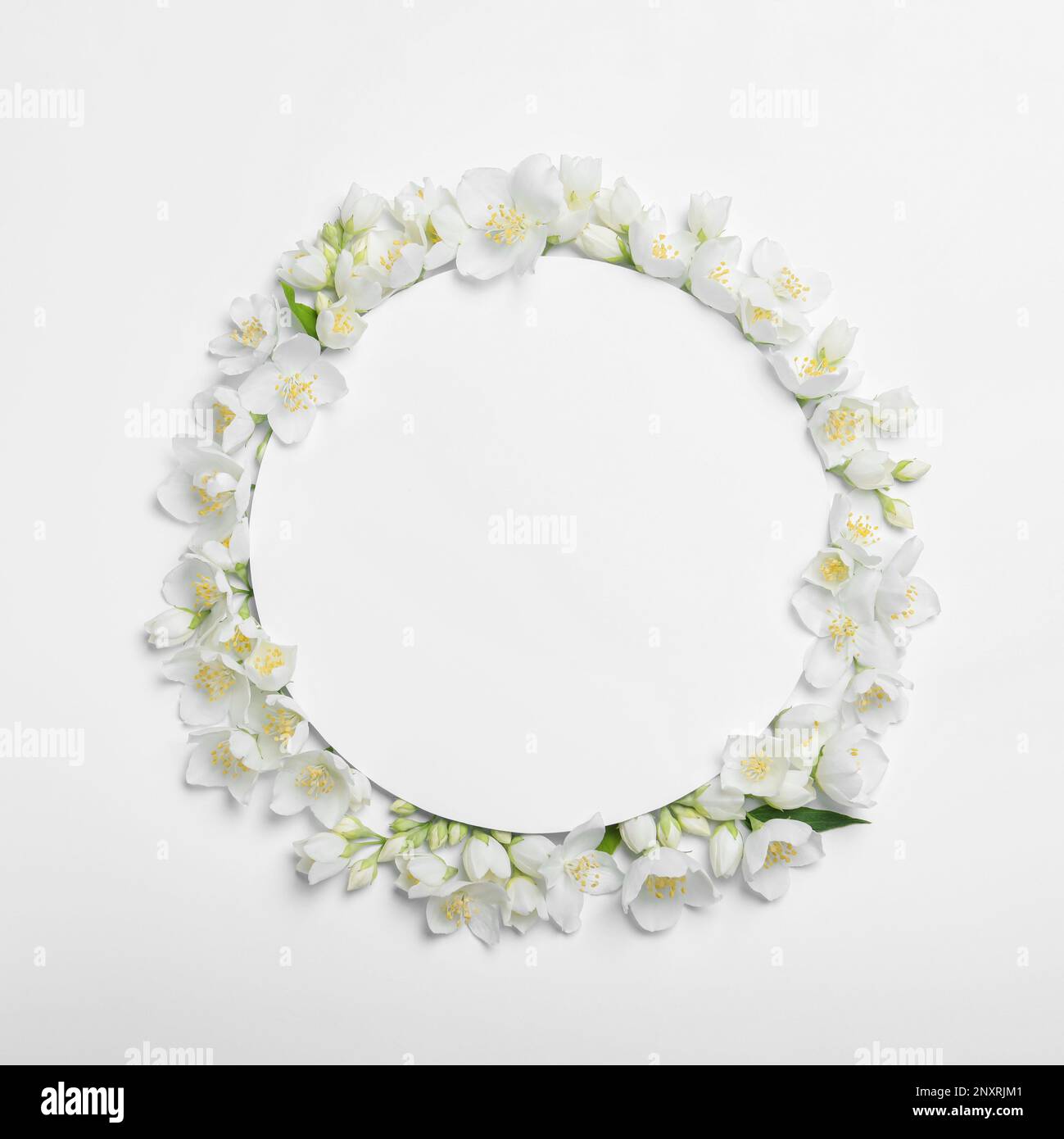 Frame of beautiful jasmine flowers on white background, flat lay. Space ...