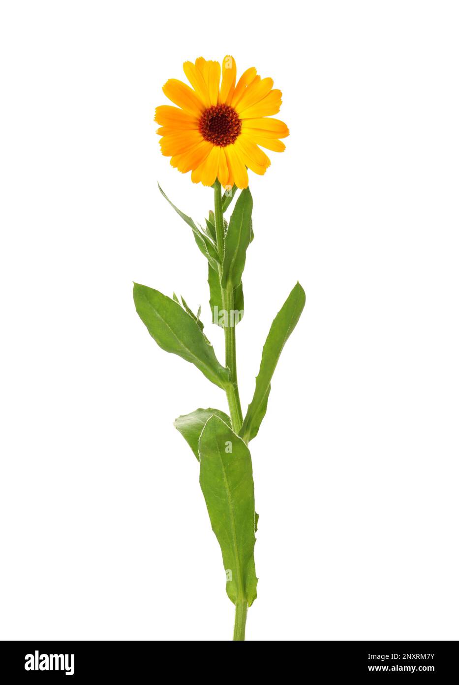 Calendula plant hi-res stock photography and images - Alamy