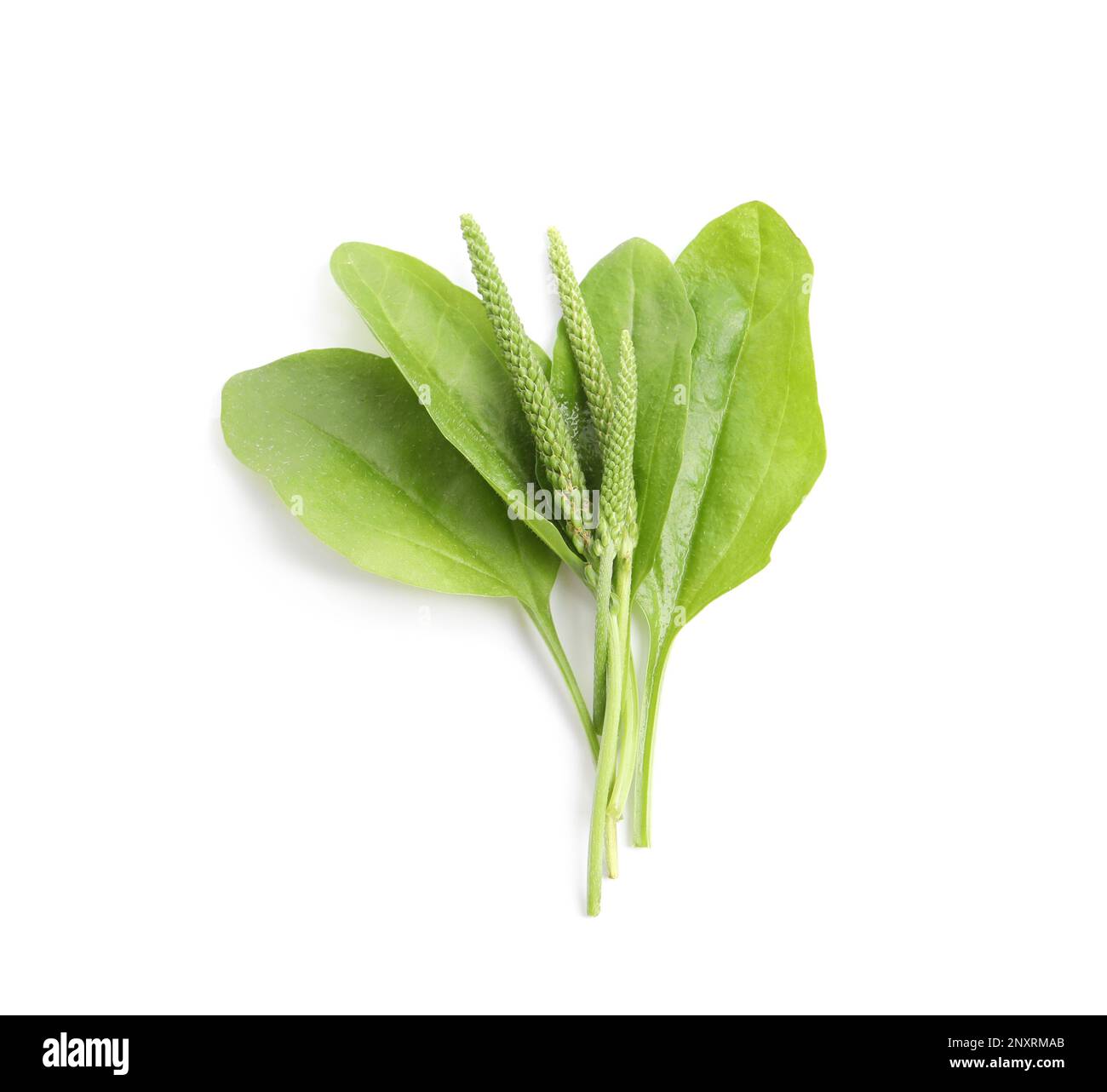 Leaves and seeds of broadleaf plantain on white background, top view ...