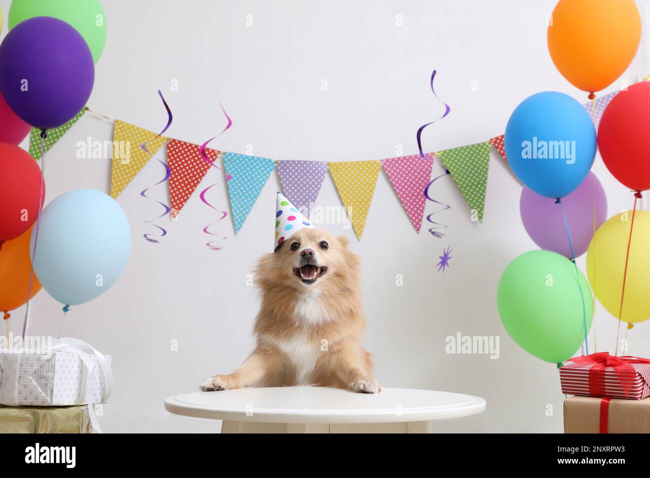 Cute dog wearing party hat at table in room decorated for birthday ...