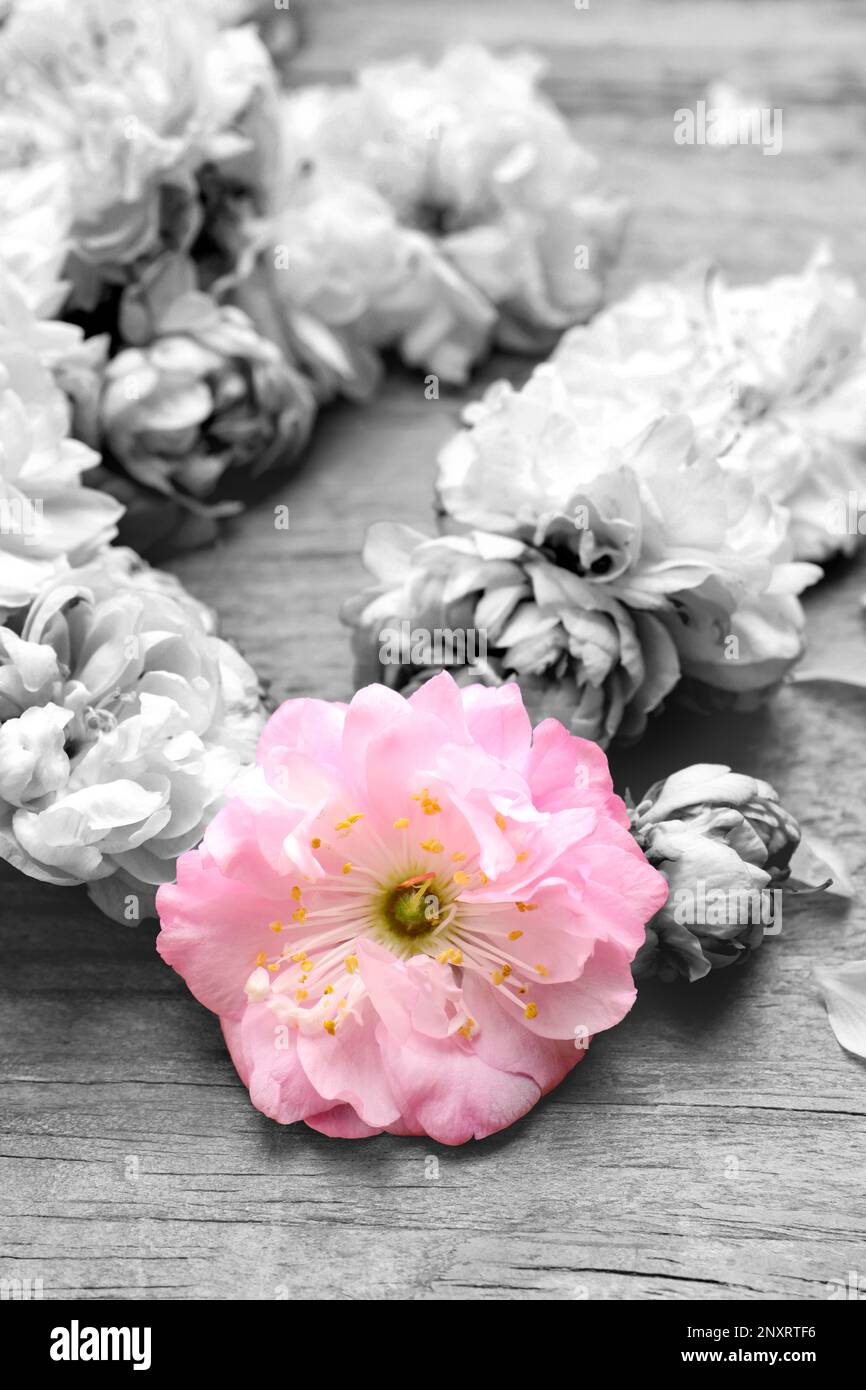 Beautiful sakura tree blossoms on wooden background, closeup. Black and ...