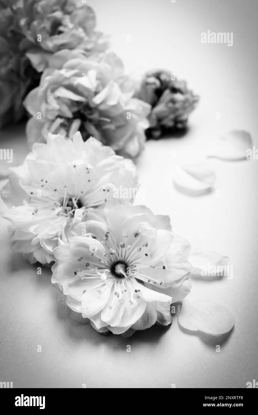 Beautiful sakura tree blossoms on table, closeup. Black and white tone ...