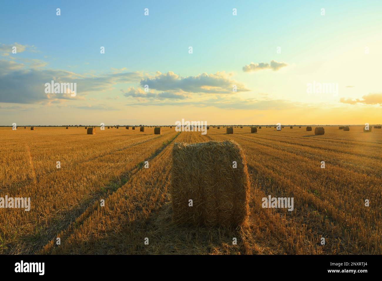 Beautiful view of agricultural field with hay bales Stock Photo - Alamy