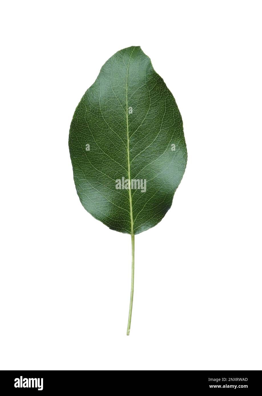 Pear tree leaf hi-res stock photography and images - Alamy