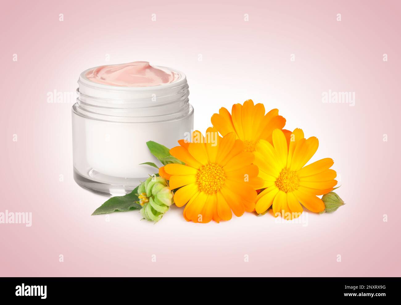 Body cream with calendula extract on pink background. Natural based ...