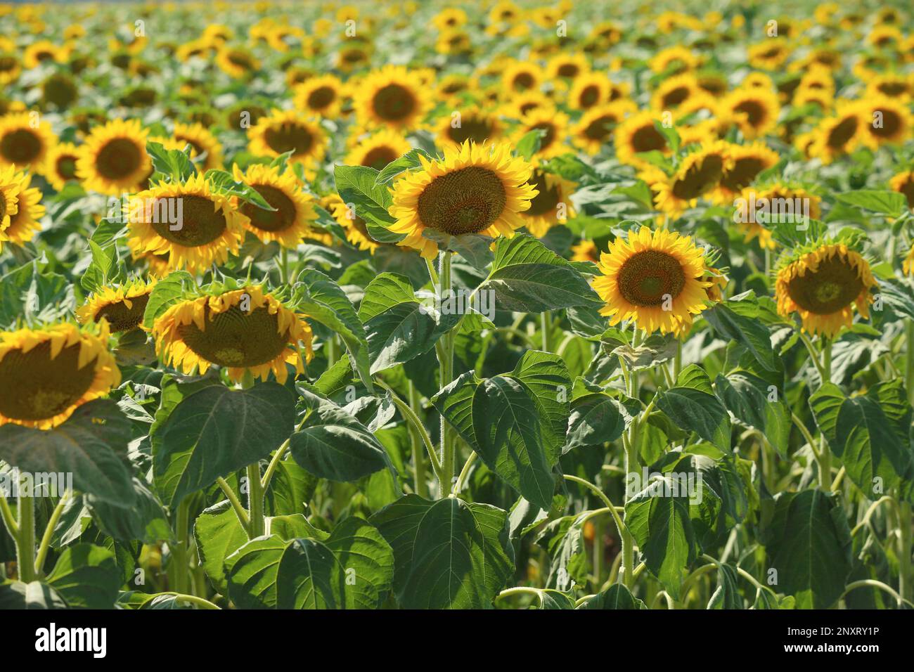 Beautiful blooming sunflowers hi-res stock photography and images - Alamy