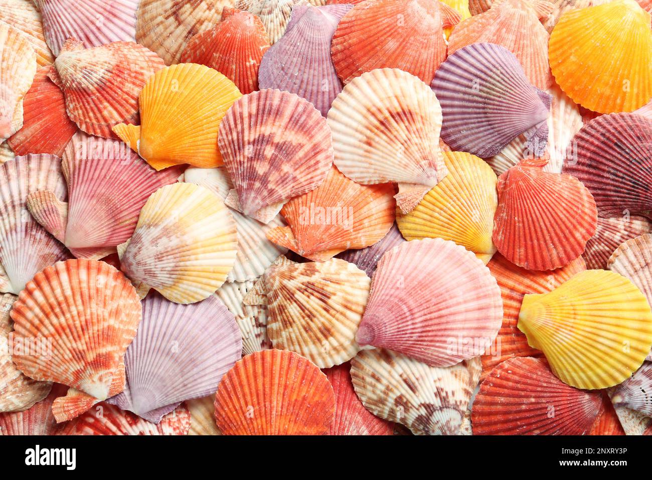 Shells yellow and red scallop hi-res stock photography and images - Alamy