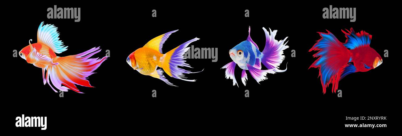 Beautiful colorful betta fish on black background, collage. Banner ...