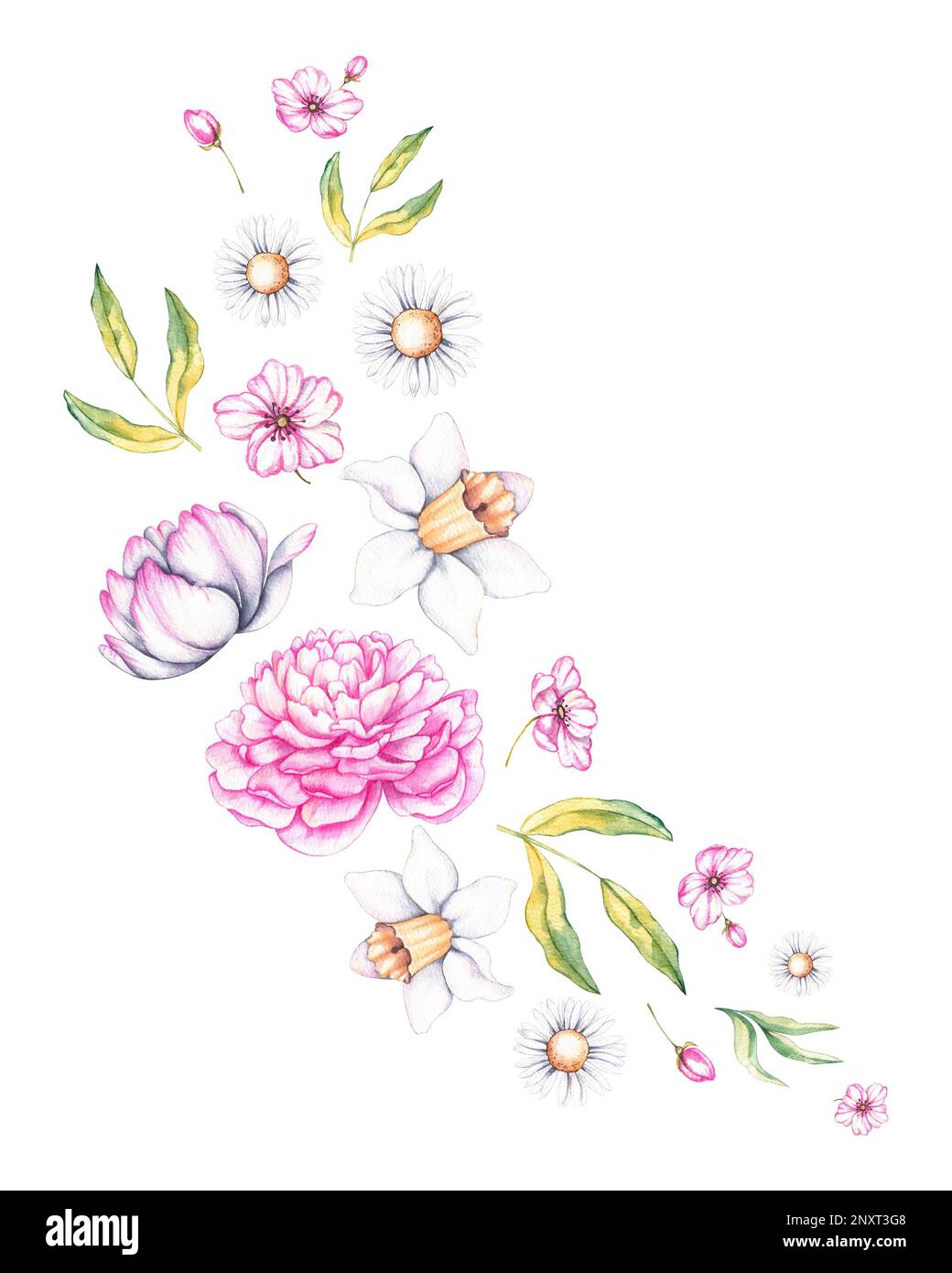 Watercolor scattering of spring flowers peony, daffodil, chamomile ...